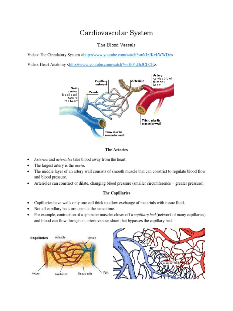 Cardiovascular System | PDF | Artery | Vein