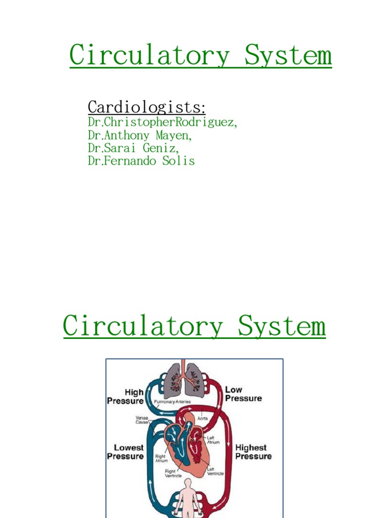 Overview of the Circulatory System | PDF