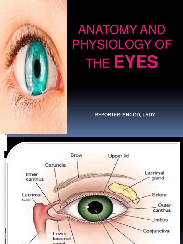 Eye Anatomy for Medical Students | PDF | Human Eye | Visual System