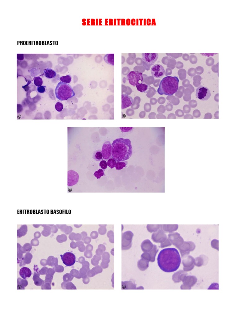 Atlas de Hematologia