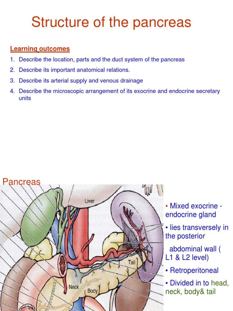 Pancreas | Pancreas | Gastroenterology