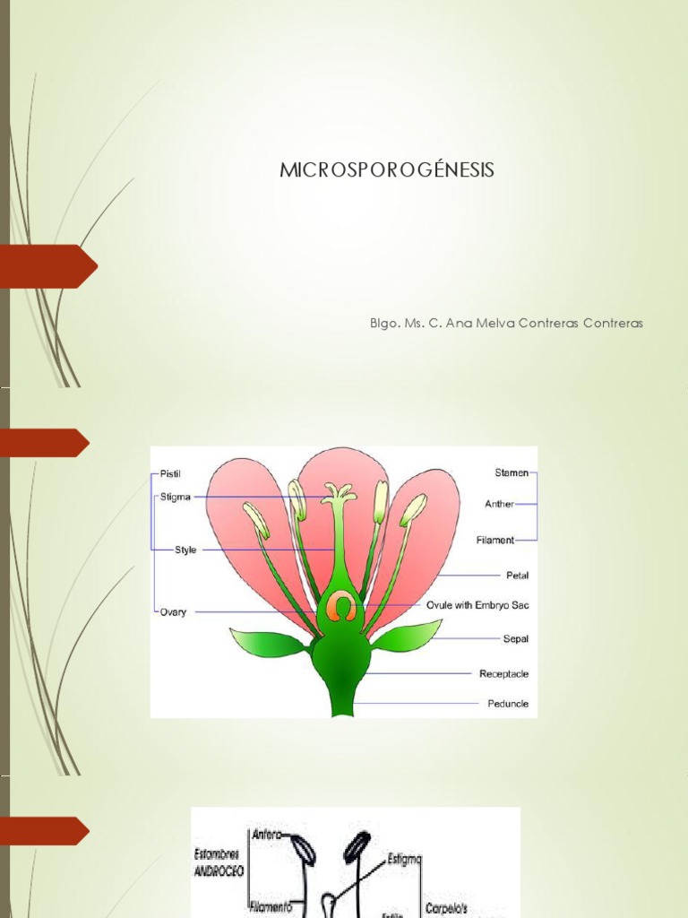 MICROSPOROGÉNESIS | Mitosis | Ciclo celular