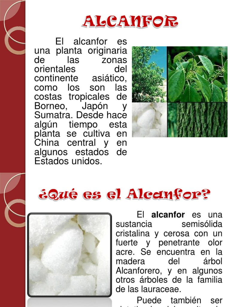 Usos y propiedades del alcanfor | PDF | Productos quimicos | Medicina