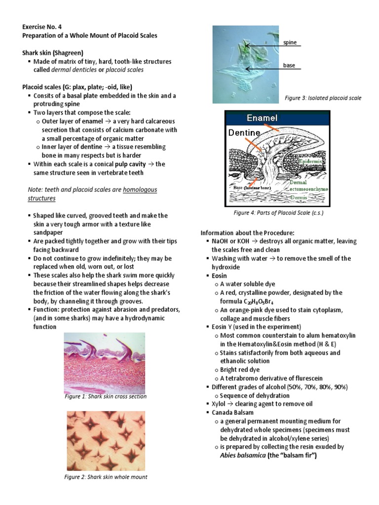 Whole Mount Preparation of Placoid Scales | PDF | Wellness