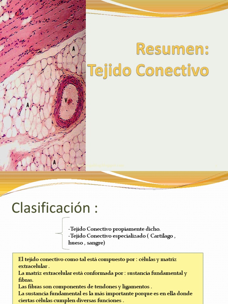 Anatomía y funciones del tejido conectivo: una guía detallada | PDF ...