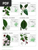 Tree Identification Cards | PDF | Flora | Trees