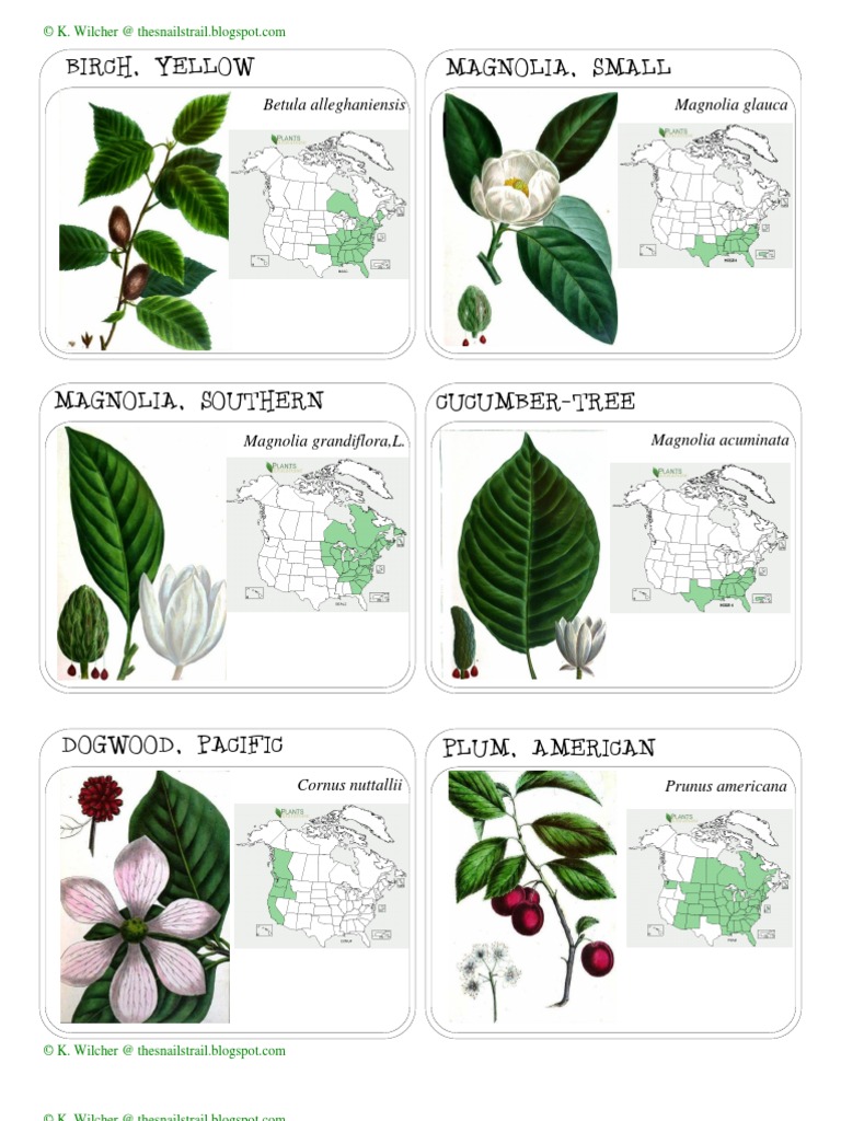 Tree Identification Cards | Download Free PDF | Flora | Trees