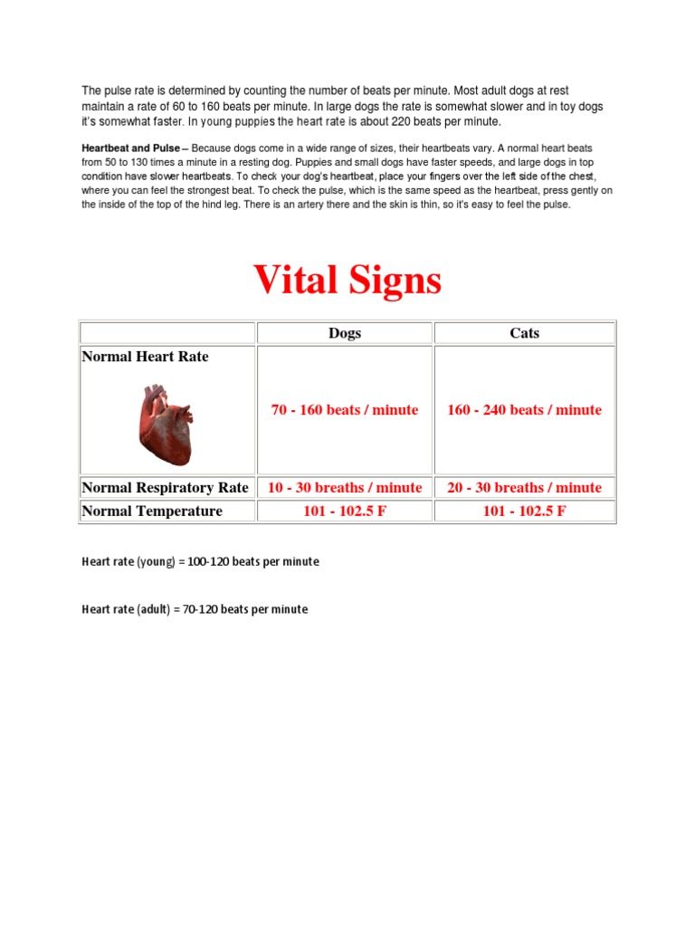 Vital Signs: Dogs Cats Normal Heart Rate | PDF | Wellness | Lifestyle