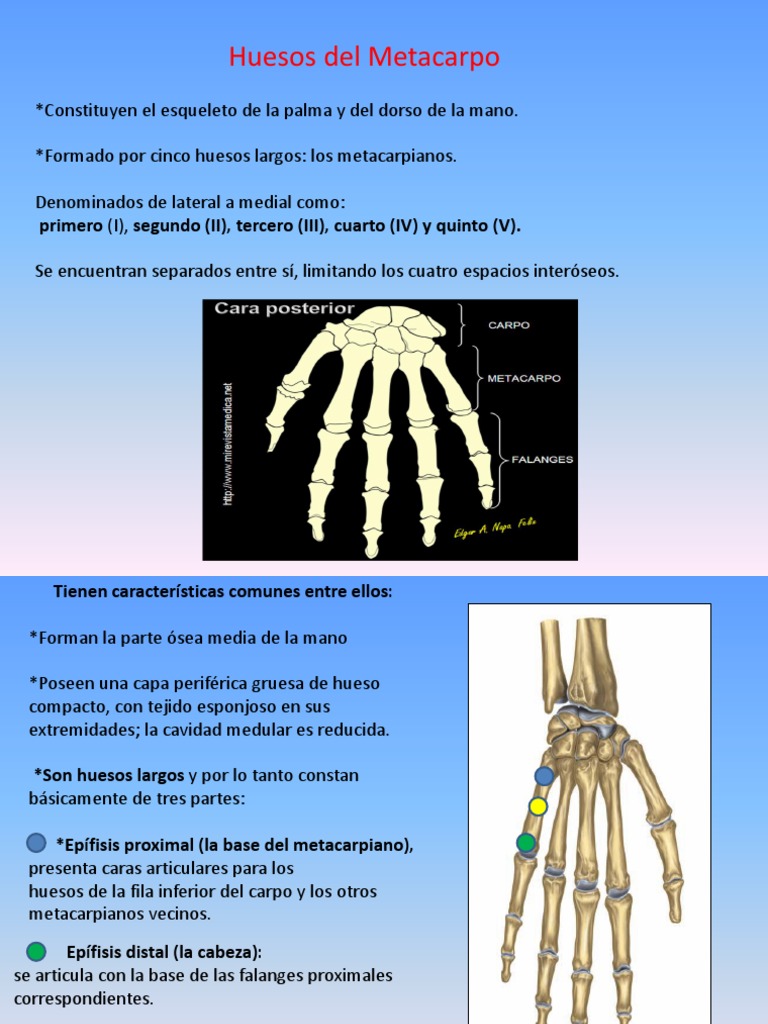 Huesos Metacarpianos y Falanges | Mano | Sistema musculoesquelético