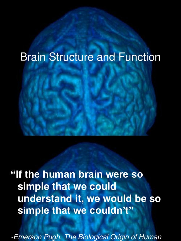 Brain Structure and Function | PDF | Cerebrum | Lateralization Of Brain ...