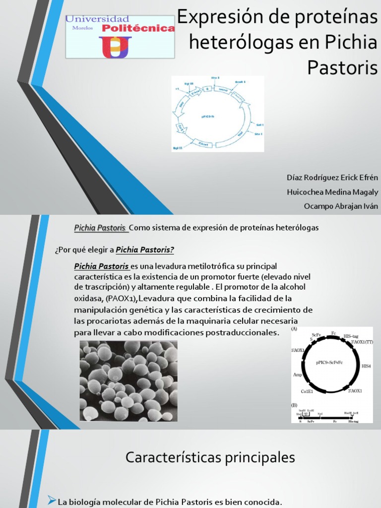 Pichia Pastoris | PDF