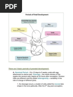 Prenatal Development | PDF | Prenatal Development | Fetus