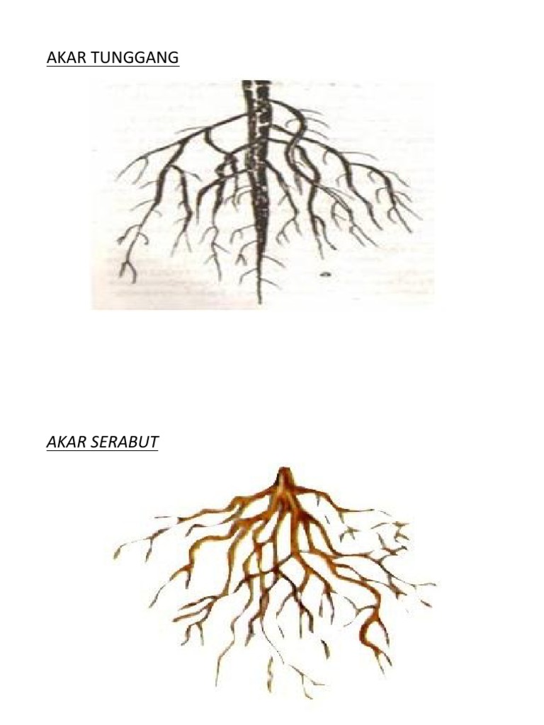 Akar Tunggang | PDF