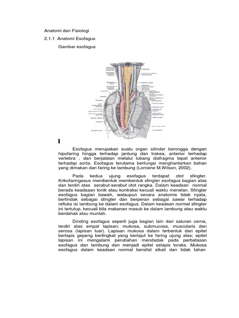 Anatomi dan Fisiologi Esofagus | PDF