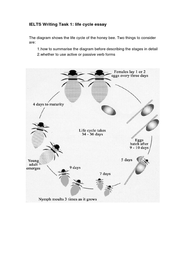 IELTS Writing Task 1 | PDF | Bees | Egg