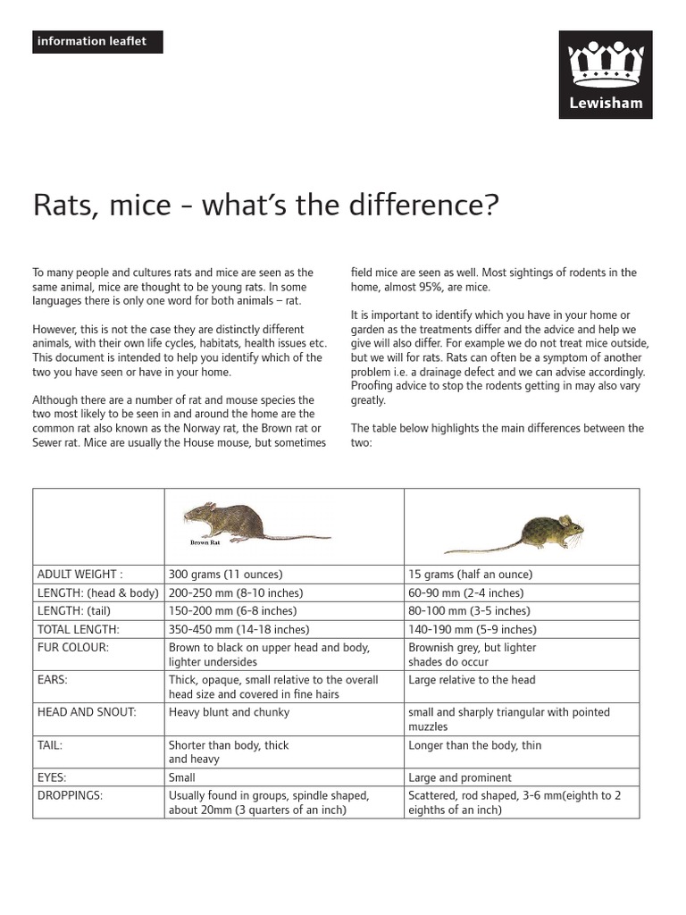 Difference Between Rats and Mice Information Sheet | PDF | Mouse | Rat
