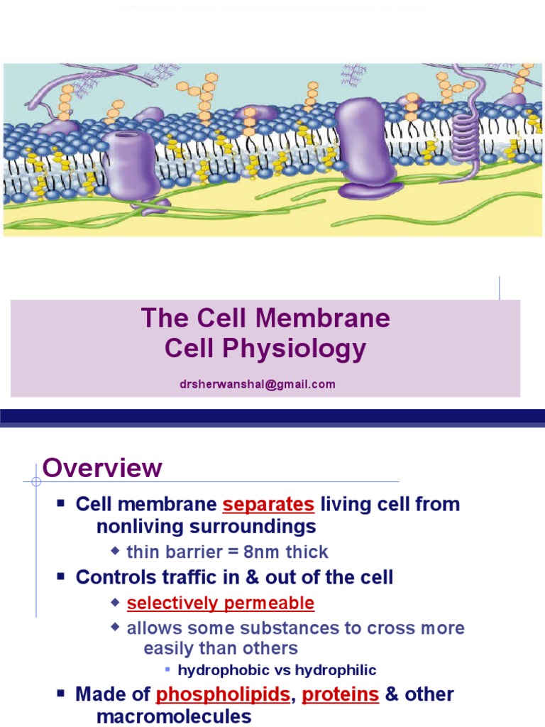 The Cell Membrane Cell Physiology: AP Biology AP Biology | PDF | Lipid ...