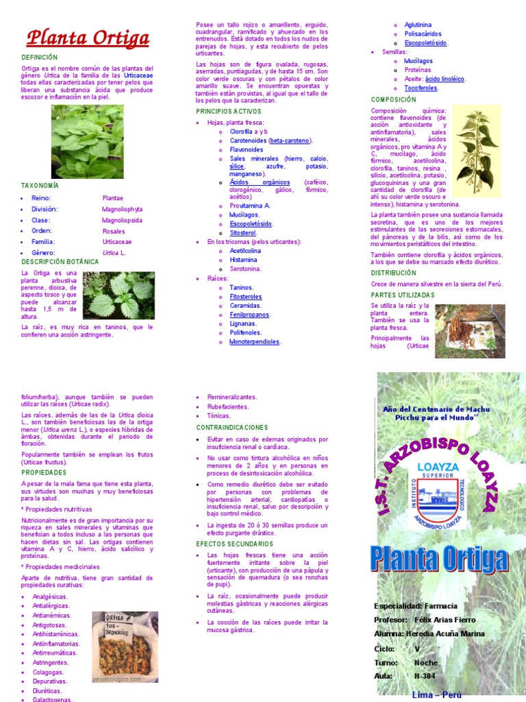 Triptico Planta Ortiga | PDF | Plantas | Naturaleza