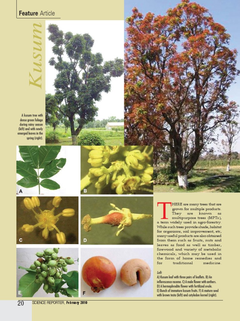Kusum - Article | PDF | Trees | Seed