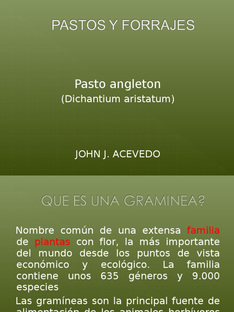 Pasto Angleton | PDF | Botánica | Agricultura