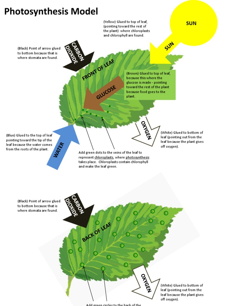 Photosynthesis Models 1 | PDF | Home & Garden