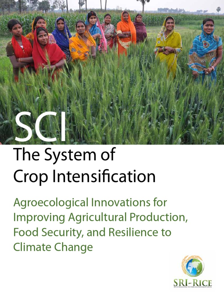 System of Crop Intensification | PDF | Rice | Intensive Farming