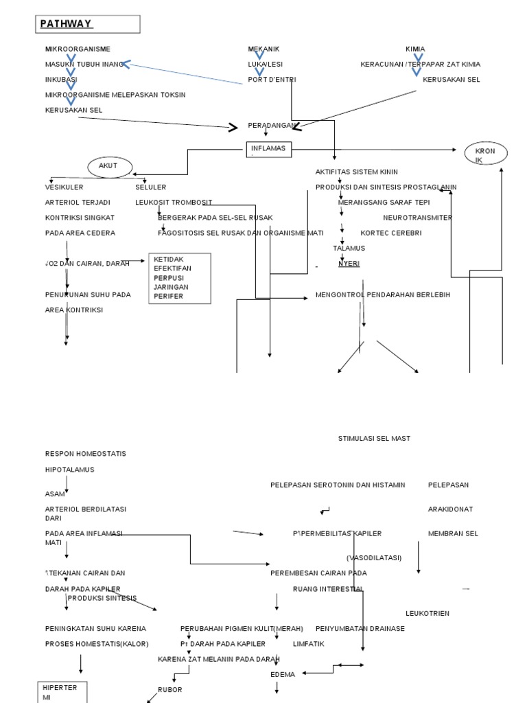 Pathway Inflamasi | PDF