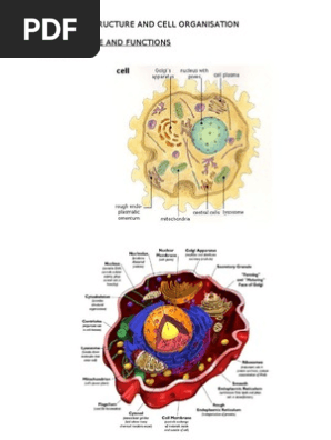 Chapter 2 Cell Structure And Cell Organisation Anjung Chapter 2 : Cell