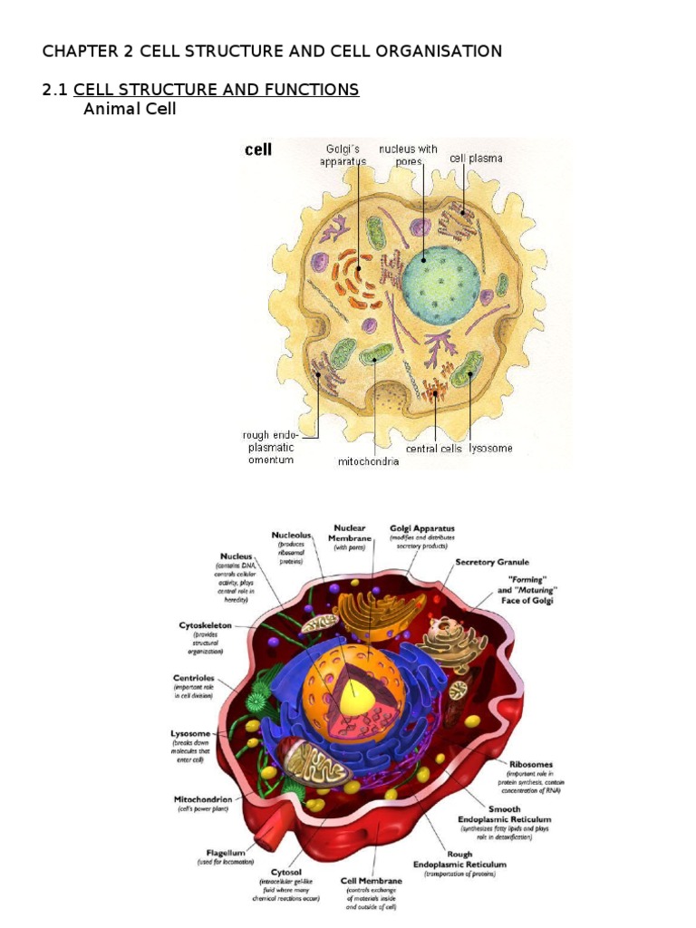 Chapter 2 Cell Structure and Cell Organisation 2.1 Cell Structure | PDF ...
