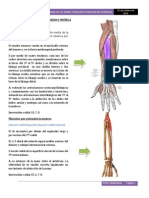 Anatomía del Extensor del Meñique | PDF