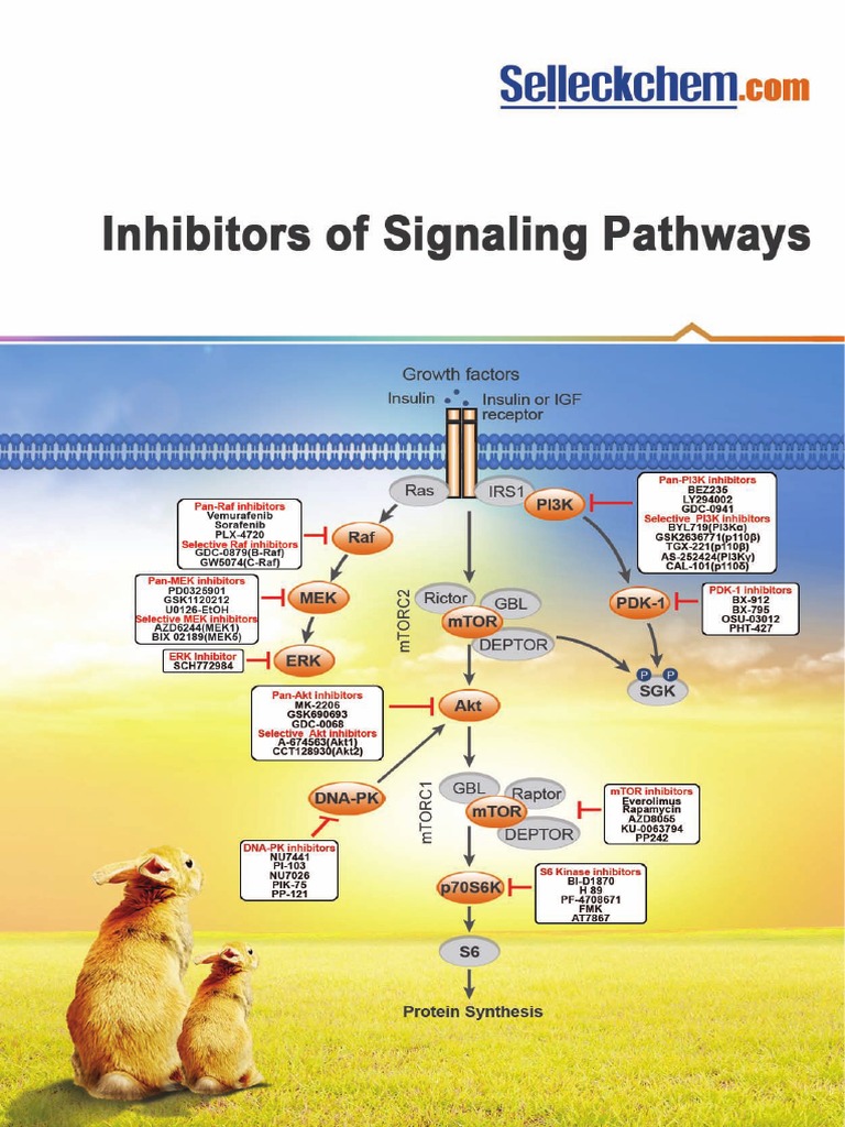 Comprehensive Guide to Kinase Inhibitors | PDF