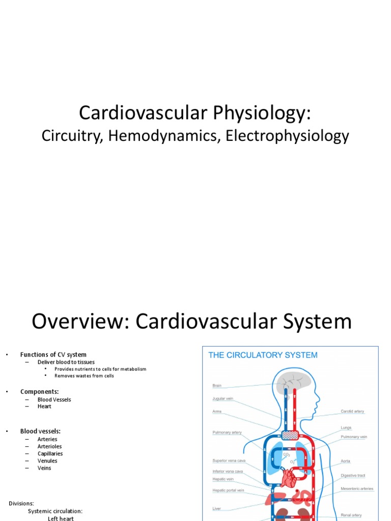 Cardiovascular Physiology:: Circuitry, Hemodynamics, Electrophysiology ...