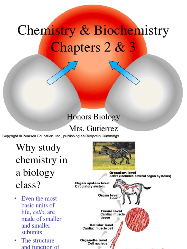 Honors Biology: Chemistry Basics | PDF | Glucose | Ph