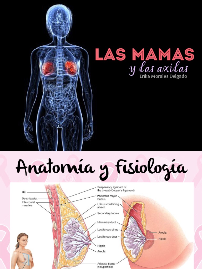 Las Mamas y Axilas | PDF | Pecho | Órgano (anatomía)