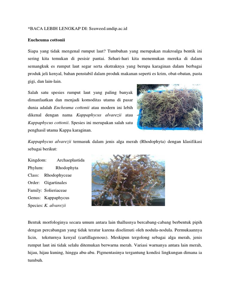 Artikel Siwid K. Alvarezii | PDF