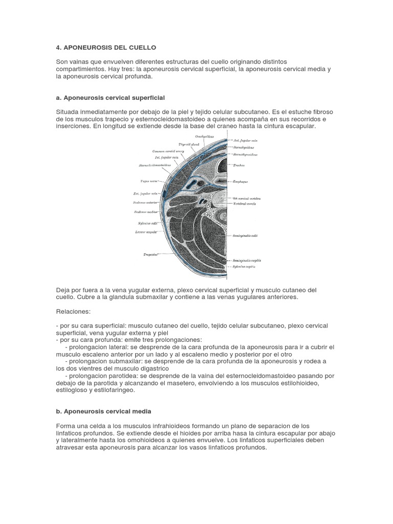 Aponeurosis del Cuello: Estructuras y Funciones | PDF