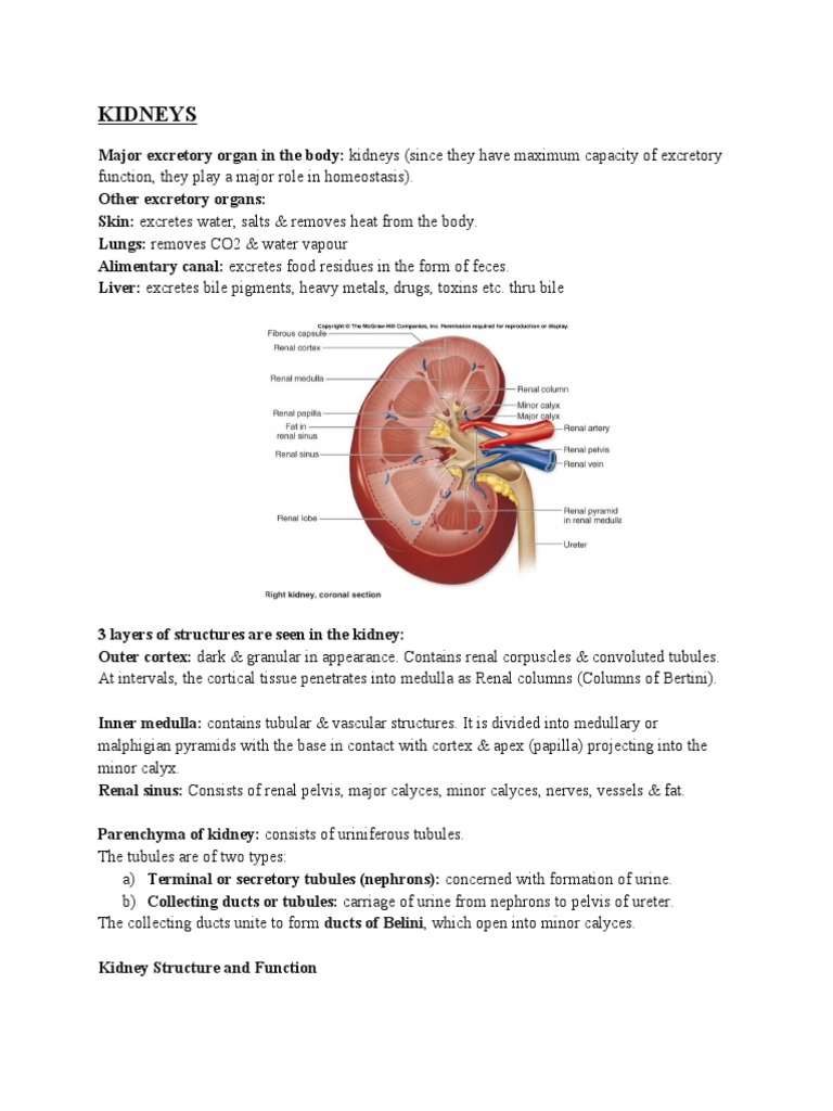 Renal Physiology | PDF | Kidney | Anatomy