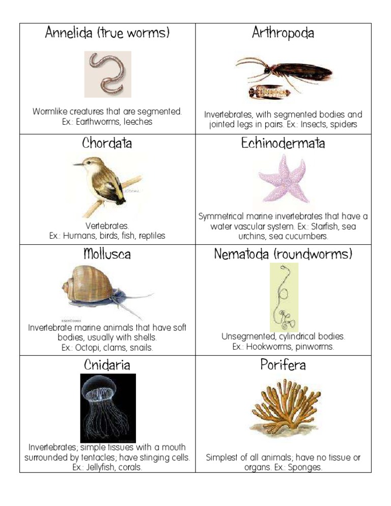 Marine Invertebrates List