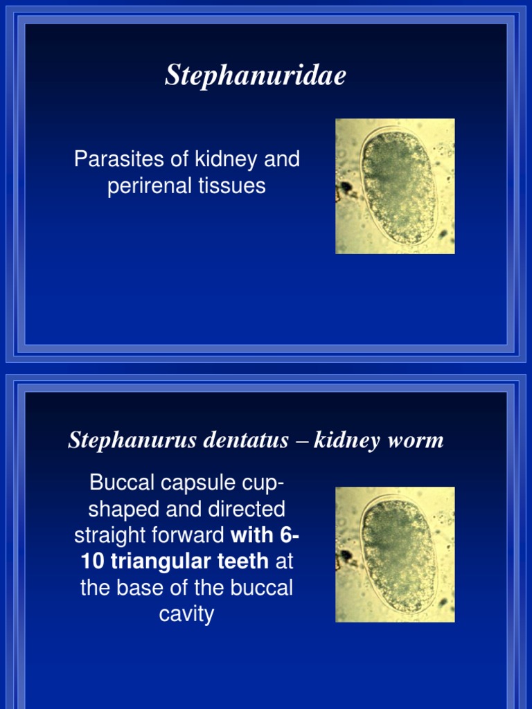 Stephanurus dentatus: Swine Kidney Parasite Lifecycle | PDF ...