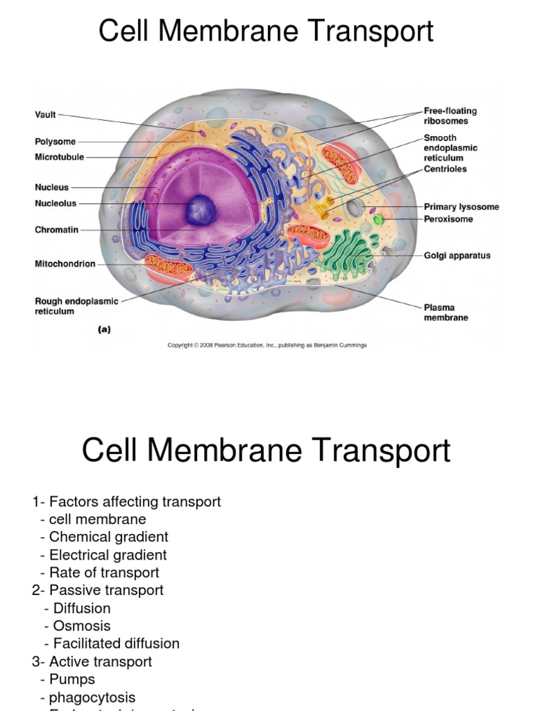 Cell Membrane Transport | PDF | Cell Membrane | Biochemistry