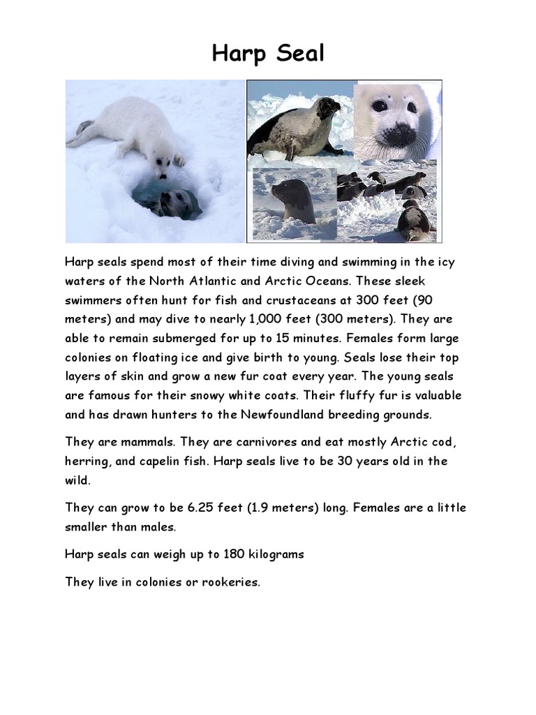 Harp Seal Life Cycle and Facts | PDF | Reindeer | Polar Bear
