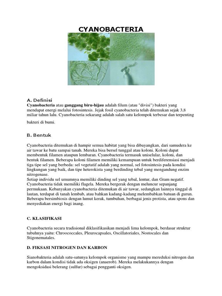 Peran dan Struktur Cyanobacteria | PDF | Sianobakteri | Fotosintesis