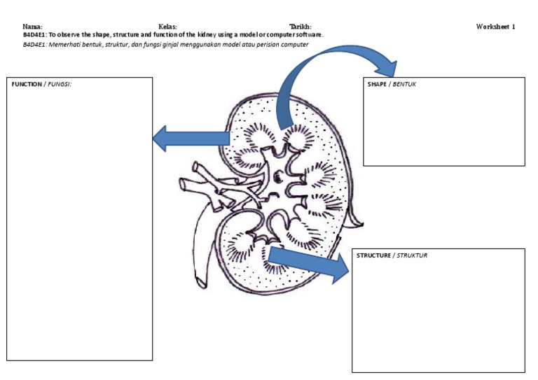 Kidney Study Worksheet | PDF