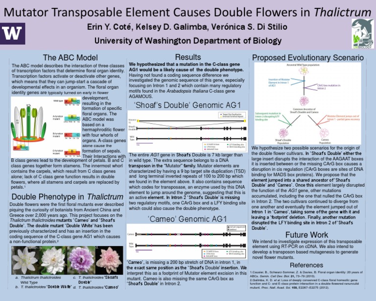 Urs Poster | PDF | Intron | Transposable Element