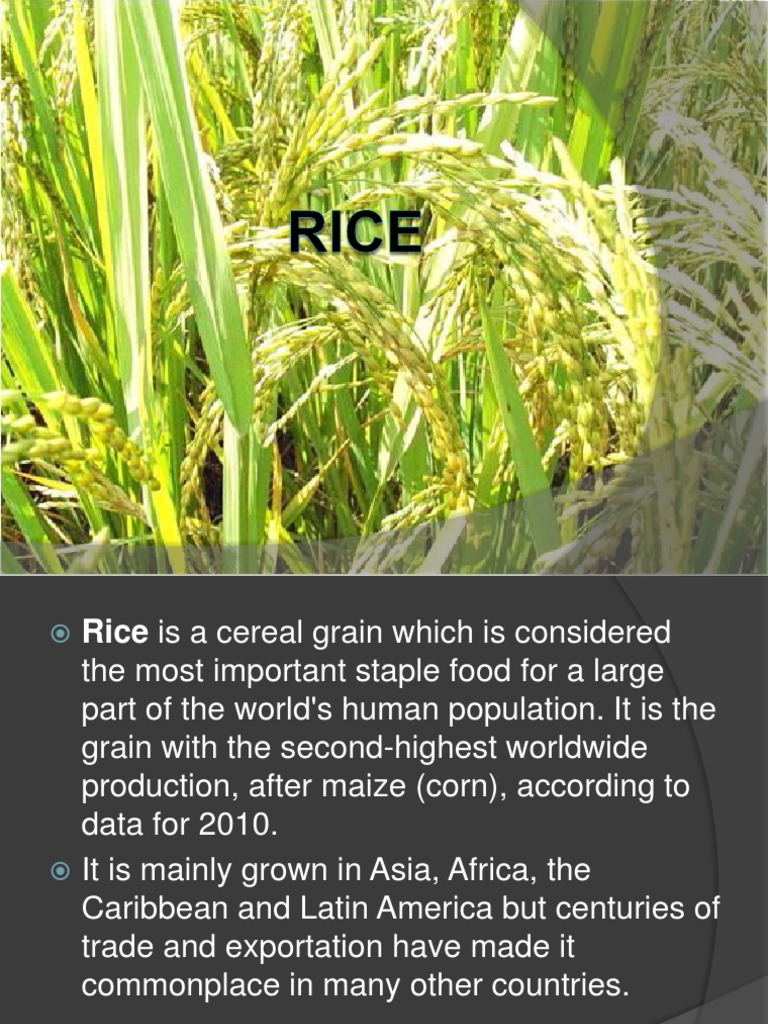Rice and Wheat-GEO | PDF | Rice | Cereals