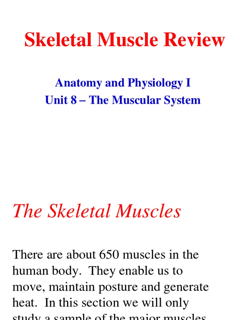 Overview of Skeletal Muscles and Movements | PDF
