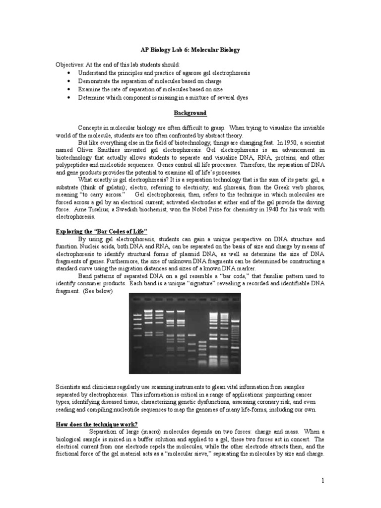 AP Bio Lab 6 | Download Free PDF | Gel Electrophoresis | Agarose Gel ...
