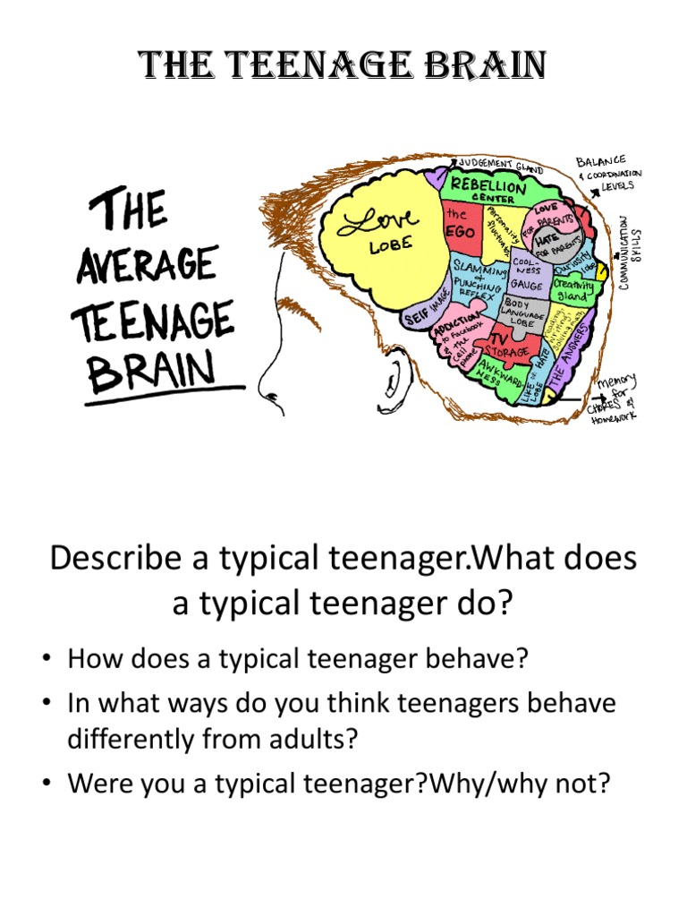 The Teenage Brain | PDF | Adolescence | Brain