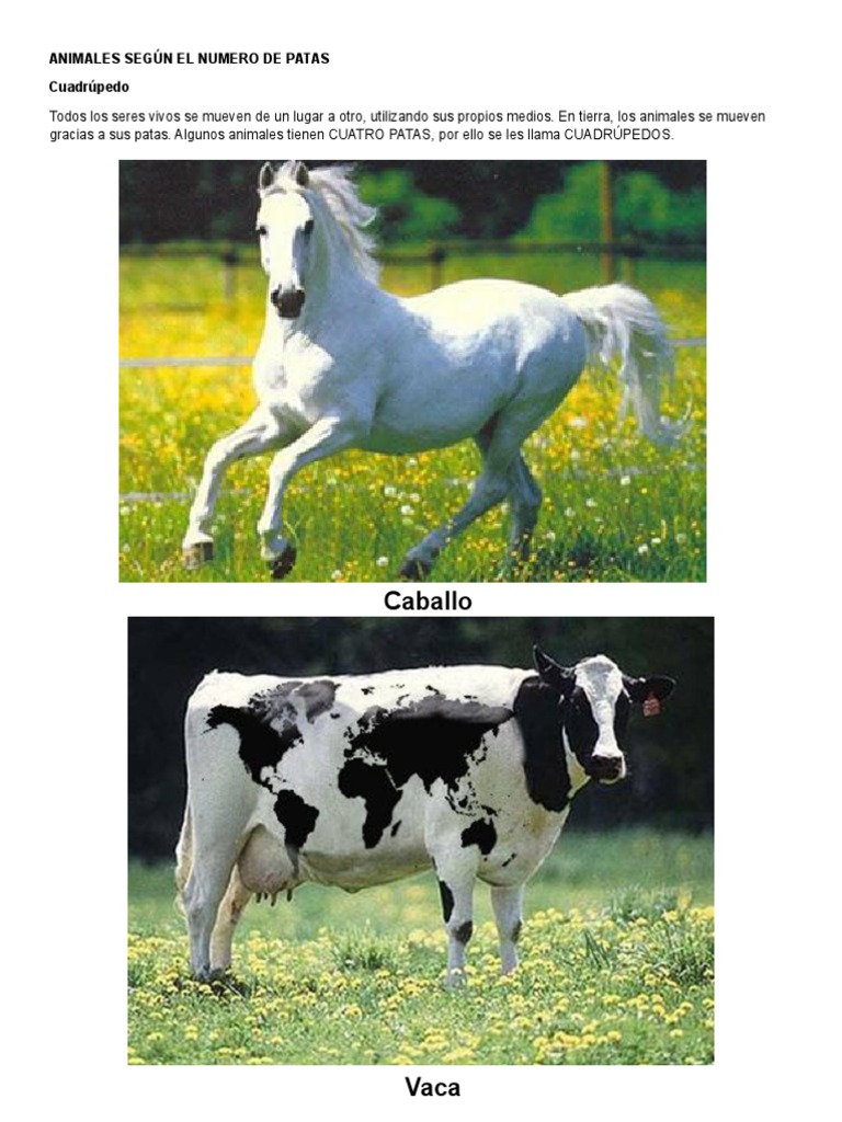 Clasificación de Animales por Número de Patas | PDF | Ciencia y matemáticas