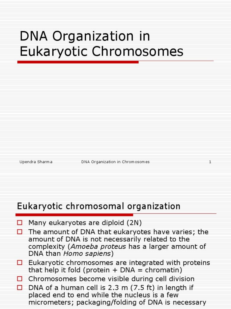 DNA Organization in Eukaryotic Chromosomes | PDF | Chromatin | Histone